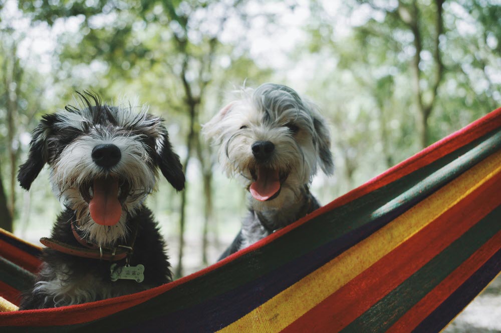 Is Octopus Safe for Dogs? Nutritional Benefits and Risks – Origin Labs ...