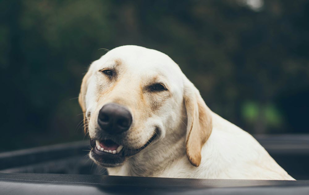 Why Do Dogs Put Their Ears Back? Canine Body Language – Origin Labs, Inc.