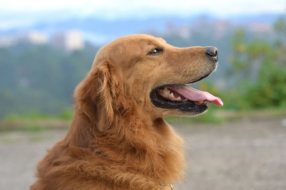 Can Dogs Eat Apples? Safe Fruits for Your Pet Explained – Origin Labs, Inc.