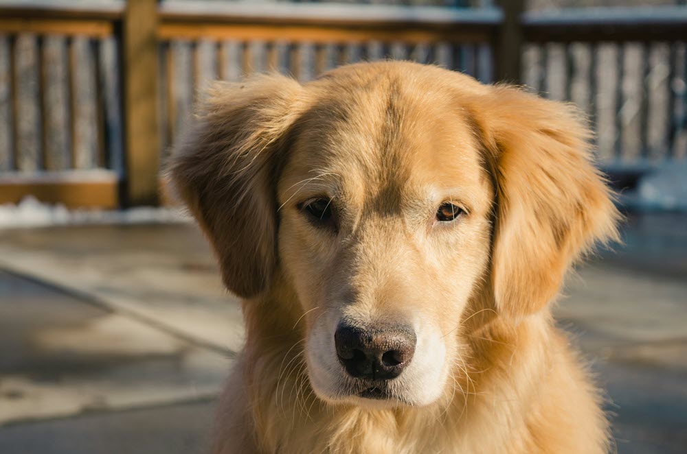 Can Dogs Eat Beets: Nutritional Value, Risks & Alternatives – Origin ...