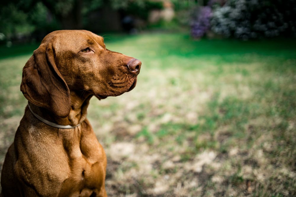 Can Dogs Have Olives? Risks and Benefits Explained