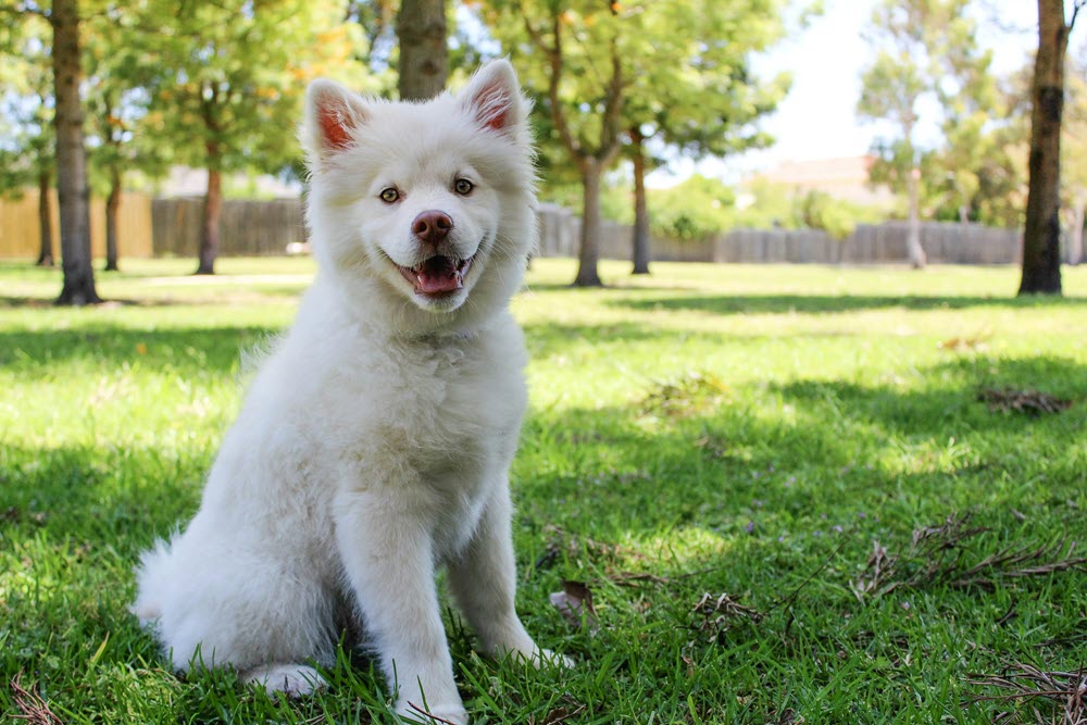Can Dogs Eat Nutella? Risks, Symptoms & Safe Alternatives – Origin Labs ...